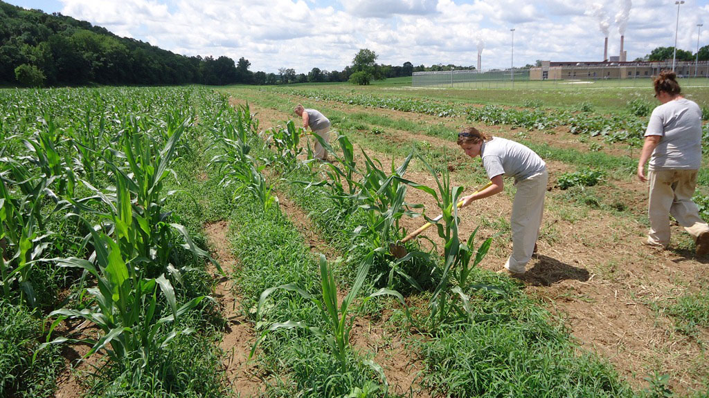 Forget Nutraloaf — prisoners are growing their own food - The World ...
