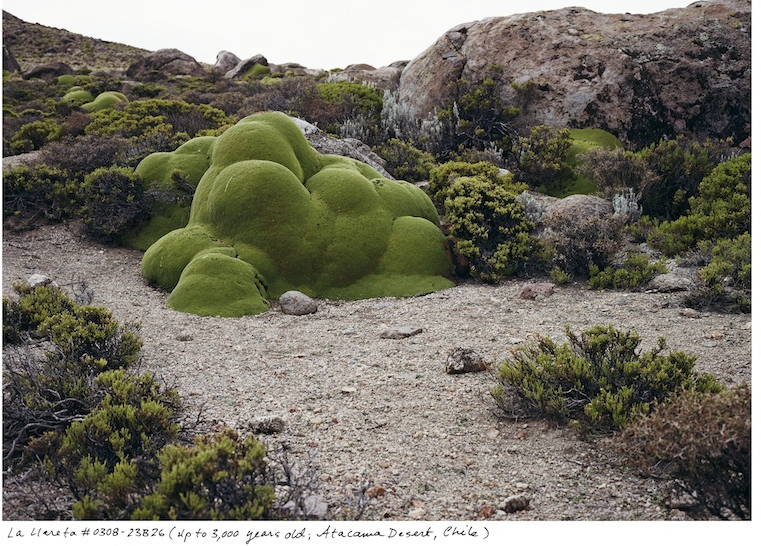 One woman traveled the world for 10 years to find the oldest living ...