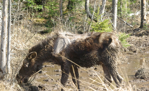Moose in New England face grisly deaths from tick infestations - The ...