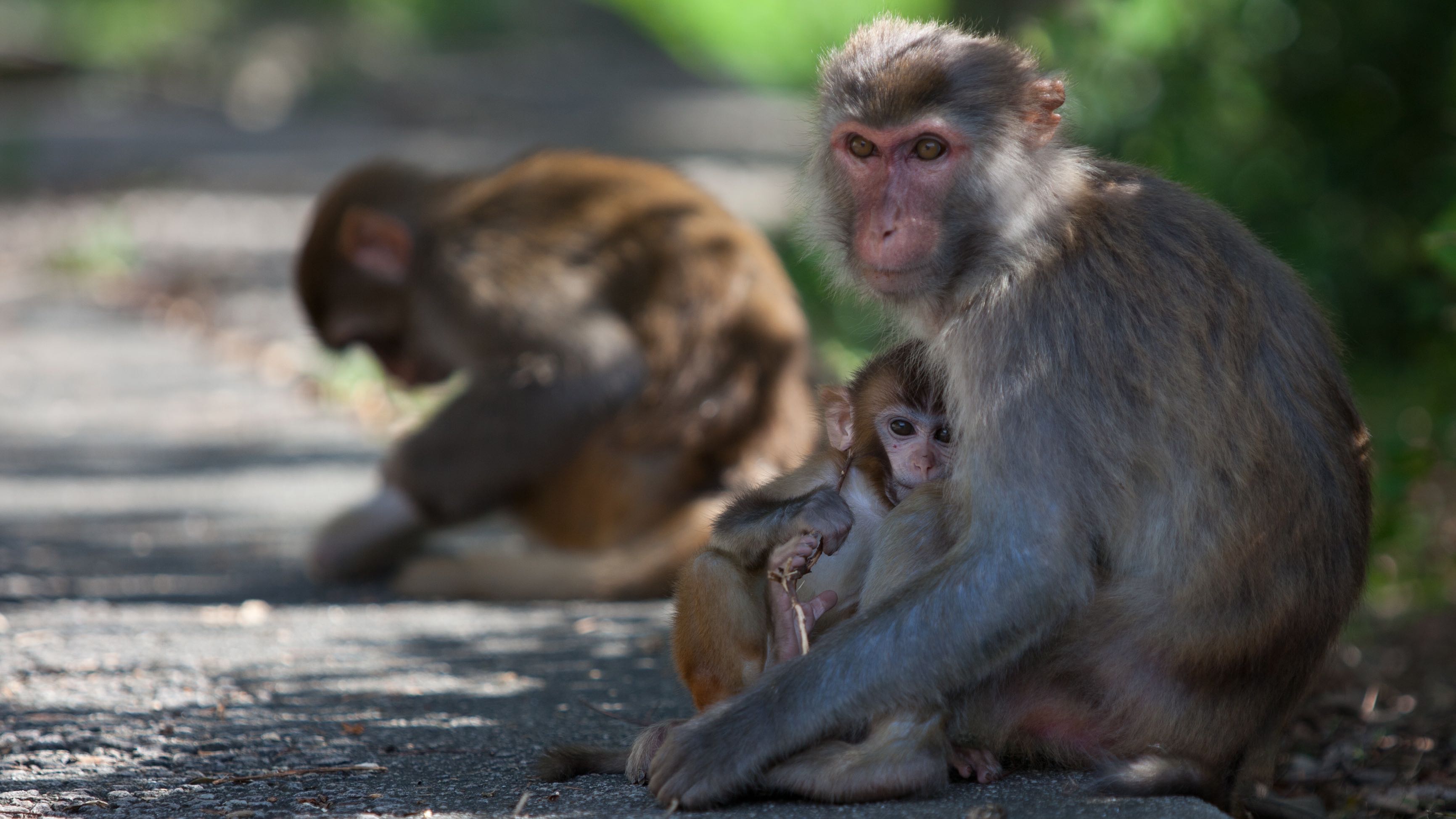 A paralyzed monkey can walk again, thanks to a wireless 'brain-computer ...