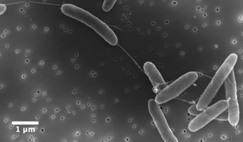 'Bacterial nanowires' may lead to breakthroughs in semiconductors, fuel ...