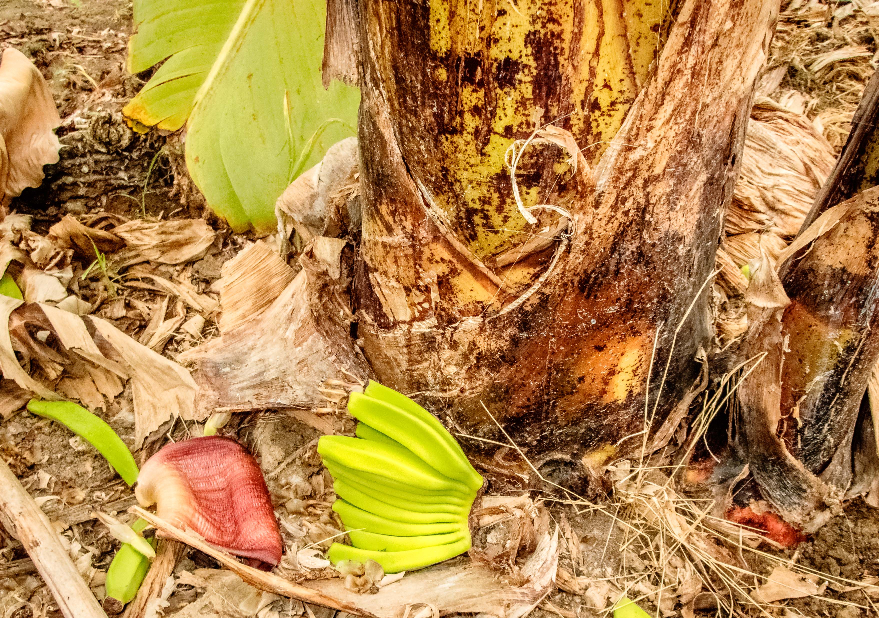 The latest victims of extreme weather: grapes and bananas - The World ...