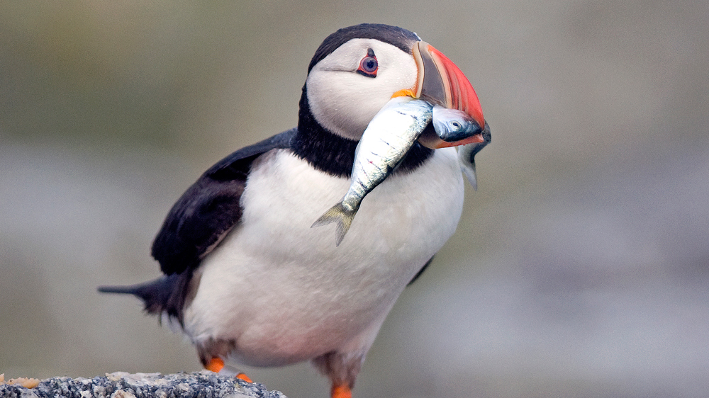 How puffins made it back to Maine's Egg Rock - The World from PRX