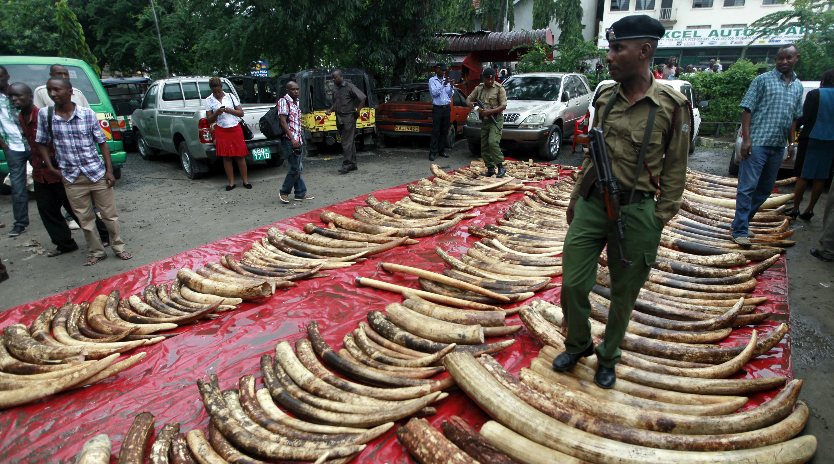 One group hopes to end poaching, WikiLeaks-style - The World from PRX
