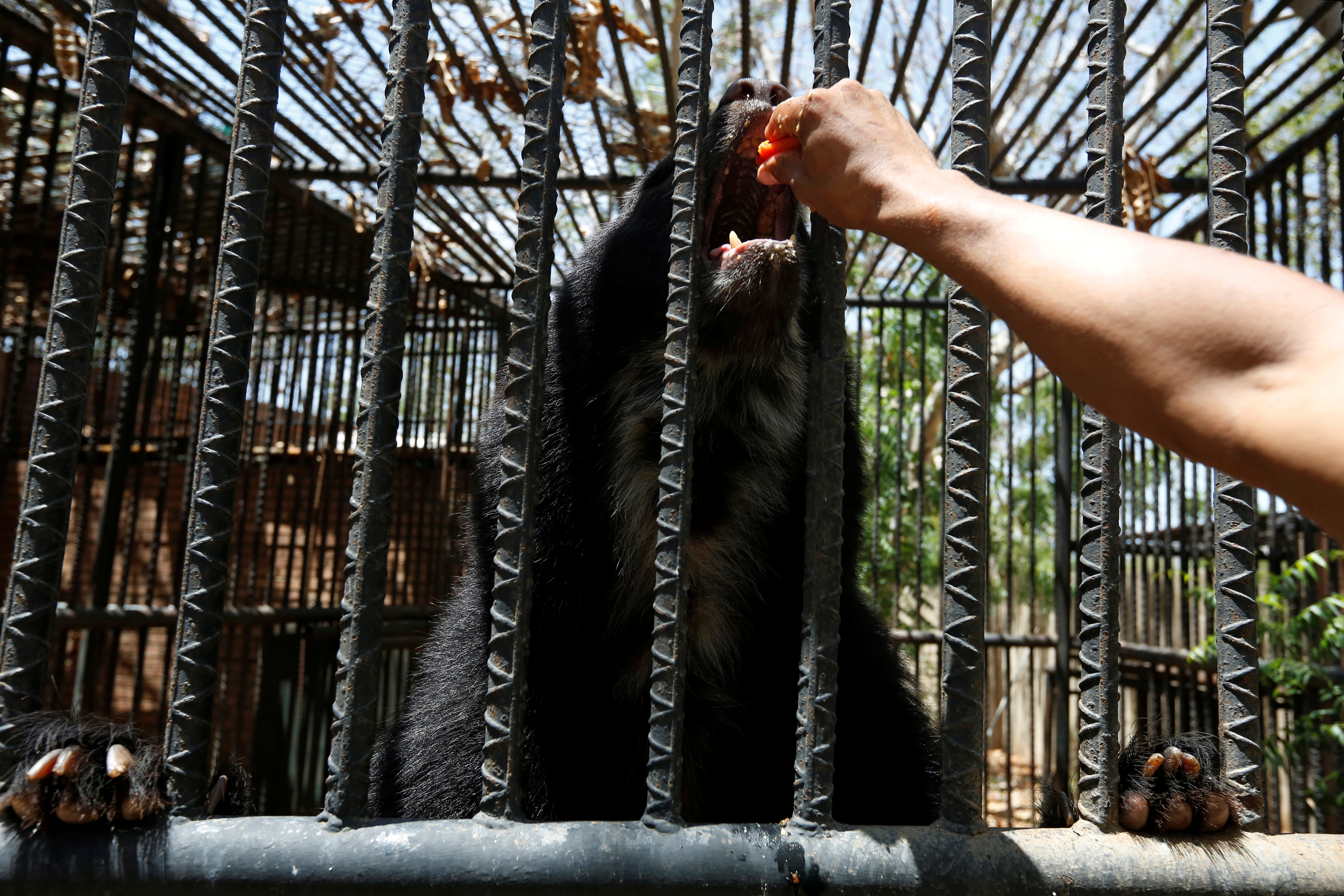 Starving zoo animals are a 'metaphor for Venezuelan suffering' - The ...