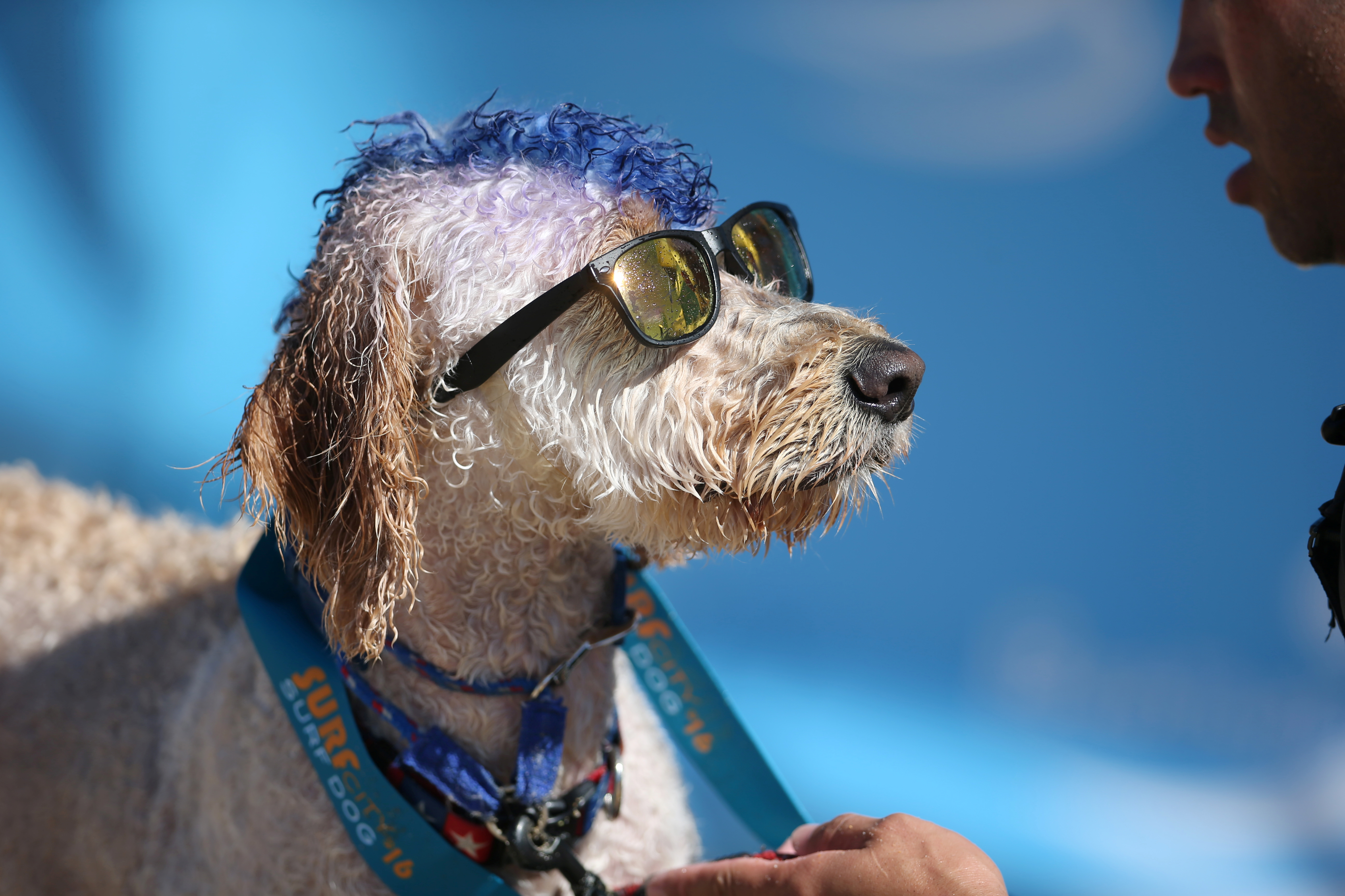Dogs may be friendly toward humans because it's in their genes - The ...
