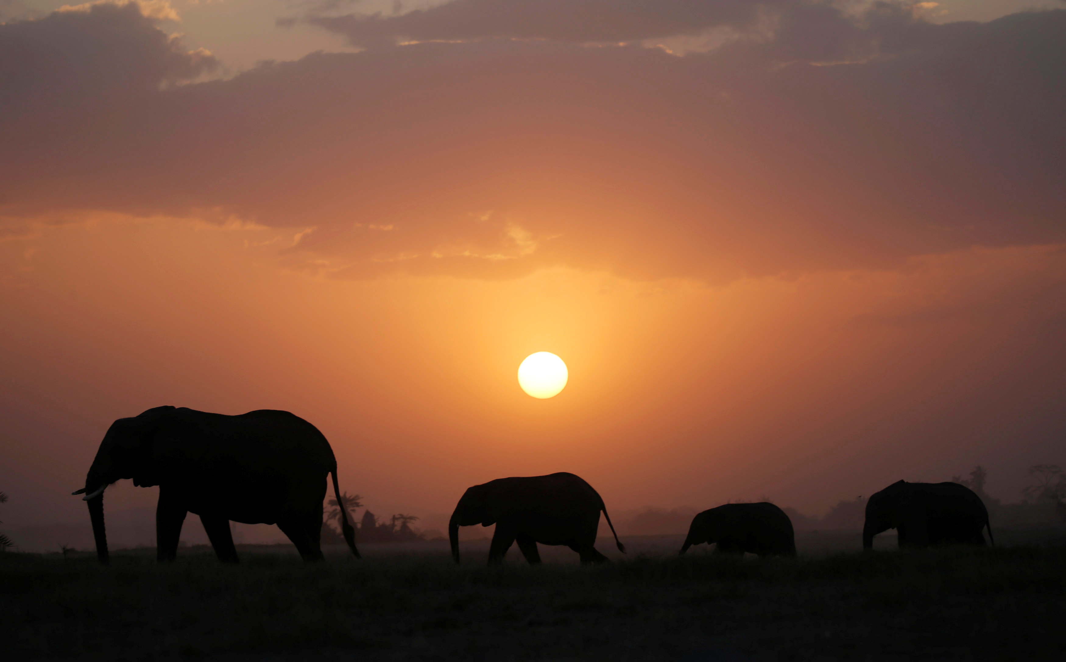 Elephants learn to hide by day, forage at night, to evade poachers ...