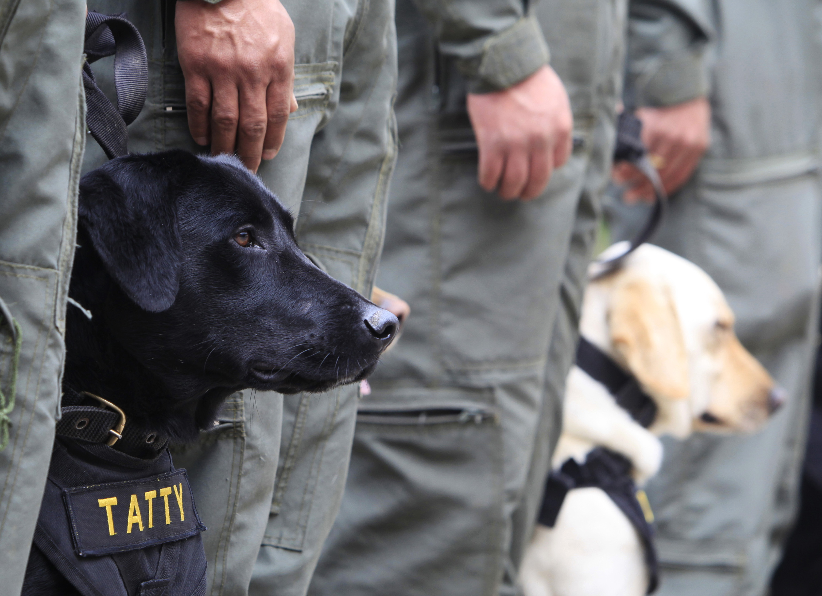 How Long Does It Take To Train A Bomb Sniffing Dog