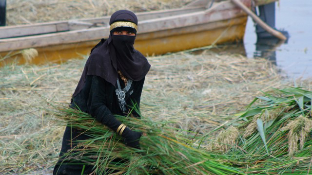 Iraq's marshlands, nearly destroyed under Saddam, are coming back - The ...