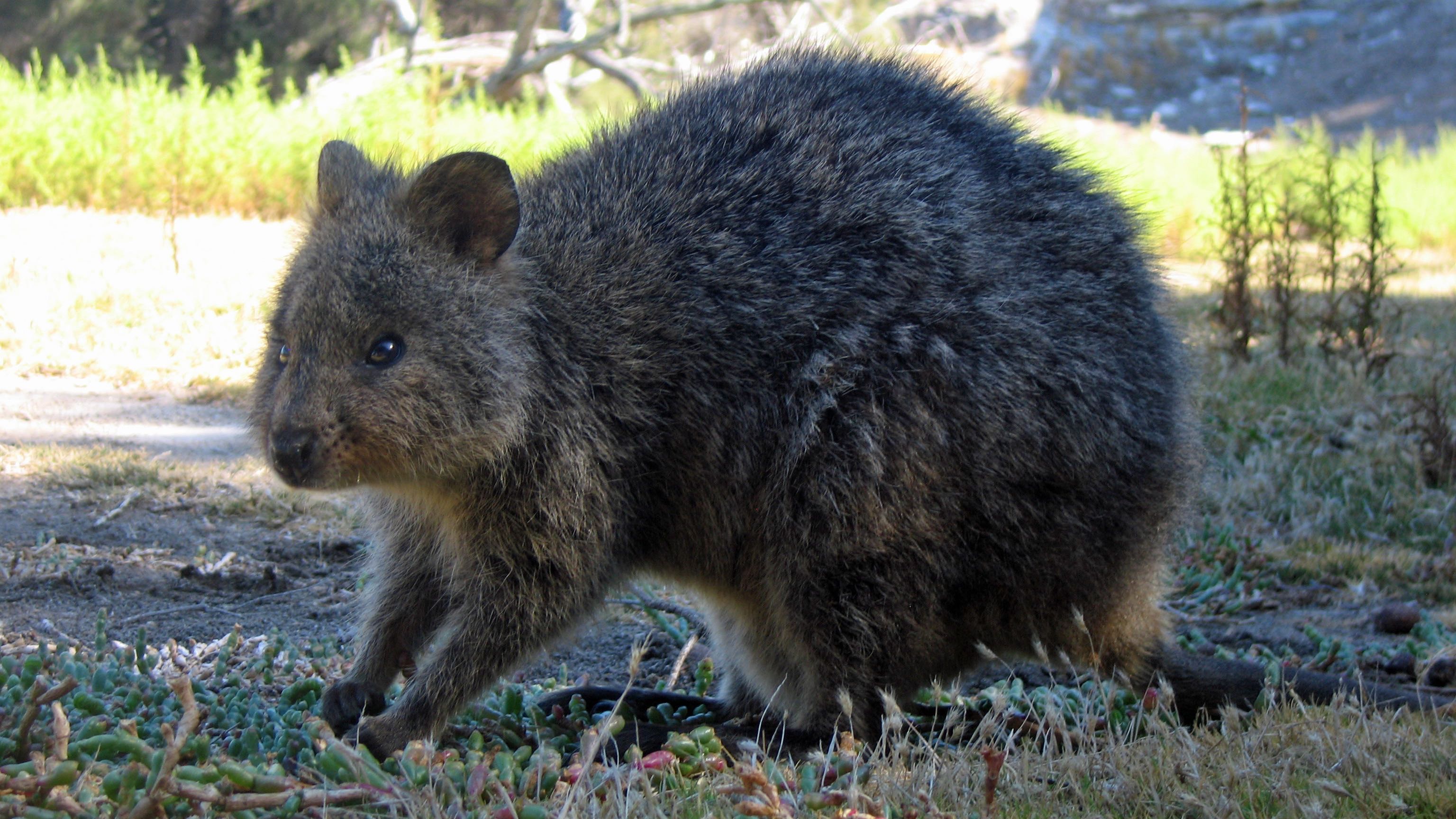 In Australia, police are looking for a cute, runaway quokka named Steve ...