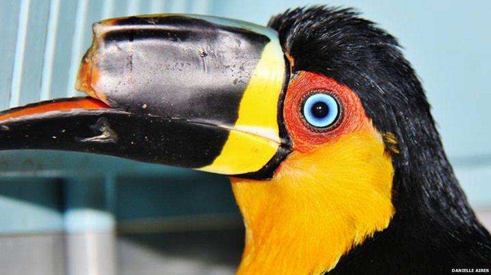 This mutilated toucan now has a new 3-D-printed beak - The World from PRX