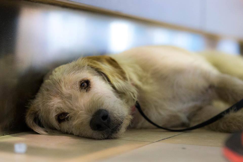 Shaggy dogs, sexy sharks, boozy birds — it's the top animal stories of ...