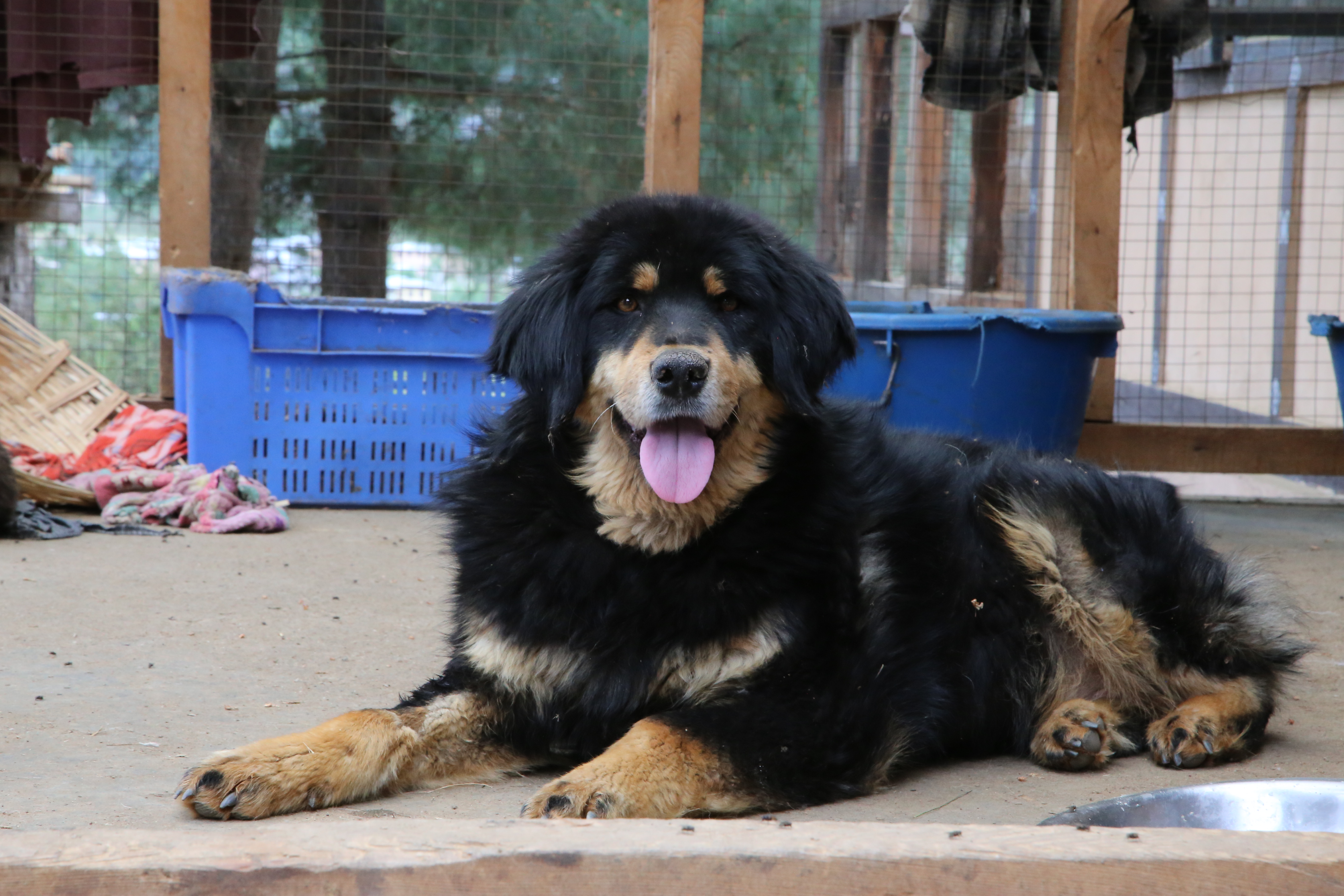 Bhutan carried out a nationwide program to spay and neuter its stray ...