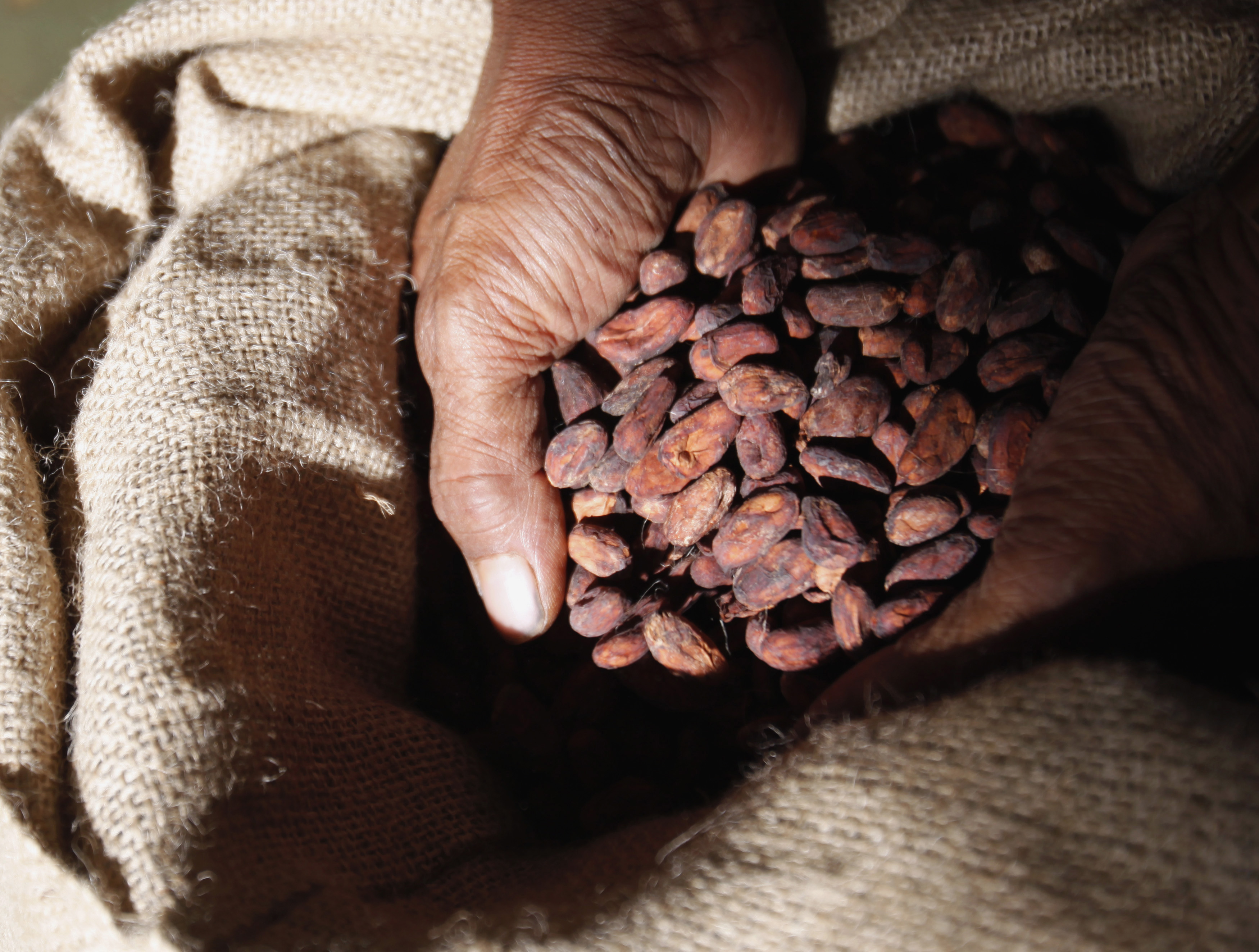 Will a new strain of cacao tree save us from the coming chocolate ...