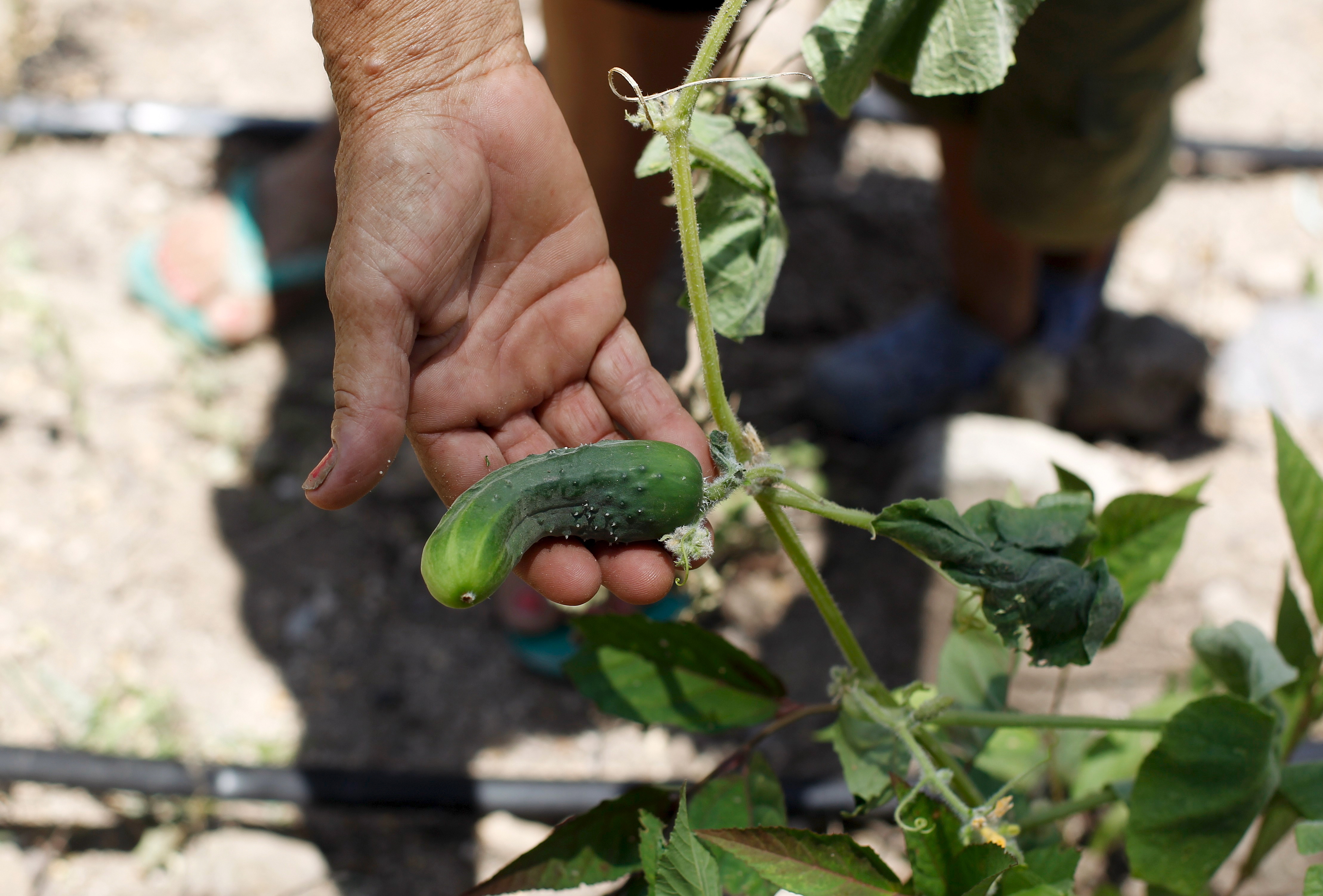 Strumpets and ninnycocks. A short guide to Elizabethan insults. - The ...