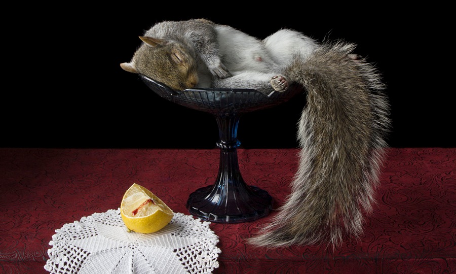 These Still Lifes Are Locally Grown - The World from PRX