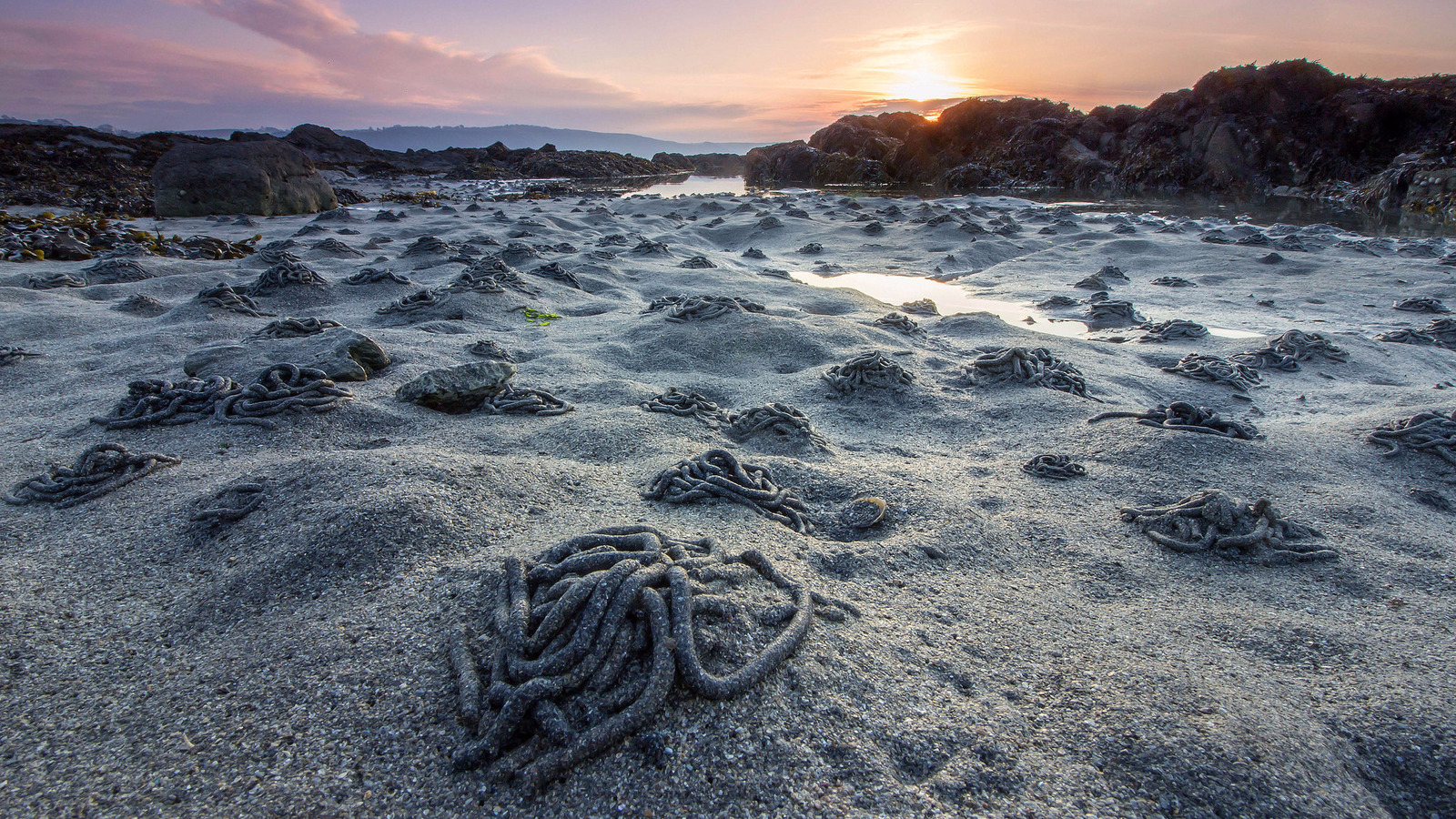 The lugworm, frequently used as bait, could save human lives - The ...