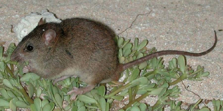 An Australian rodent is the first mammal wiped out by climate change ...