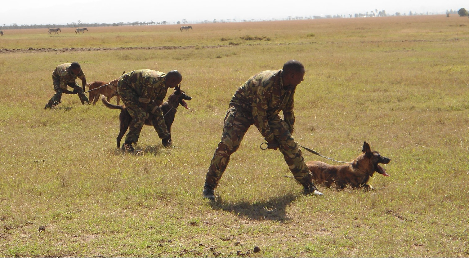 Dogs get the call to protect rhinos in Kenya from poachers - The World ...