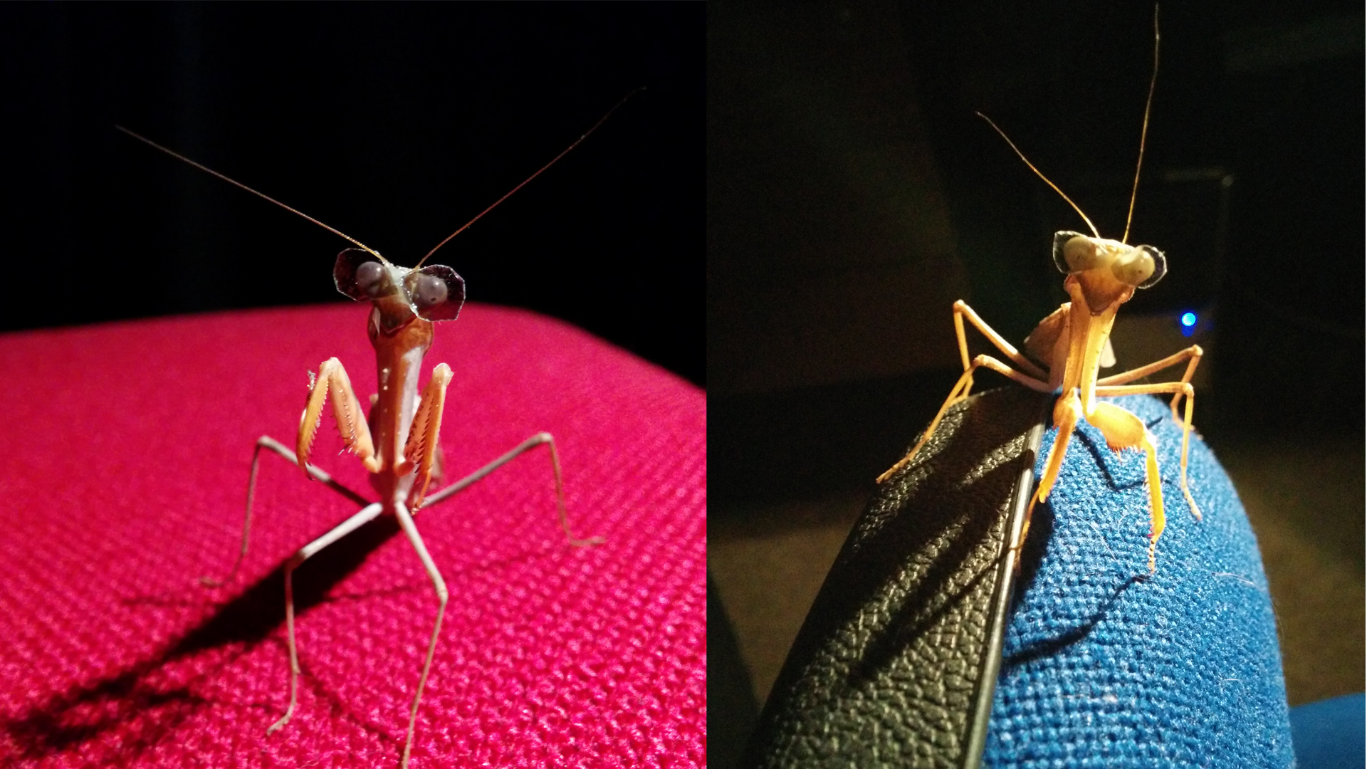 It's strange, but true — this is a praying mantis wearing 3-D glasses ...