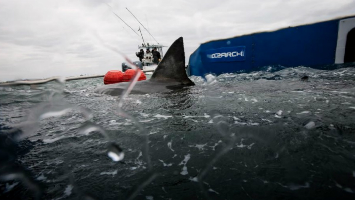 Lydia the Great White shark 'just kept swimming' for 36,000 miles - The ...