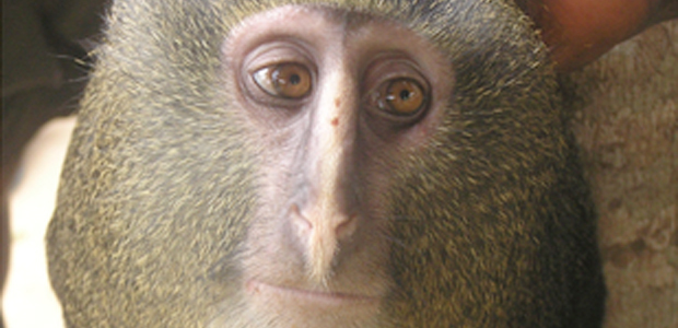 New Monkey Species Found in Central Africa | Public Radio International