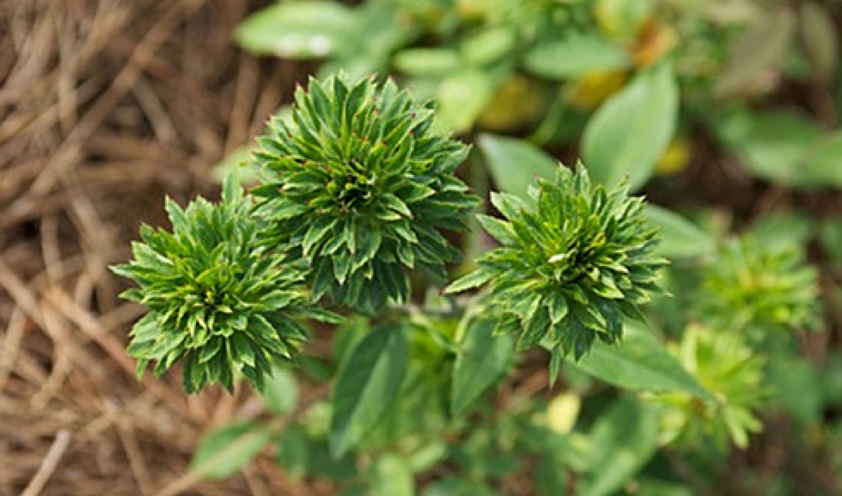 Picture of the Week: The Green Rose | The World from PRX