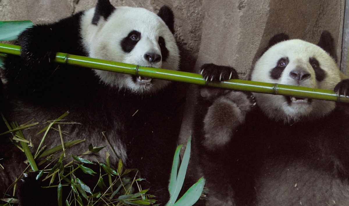 Panda poo makes the world's most expensive tea | The World from PRX