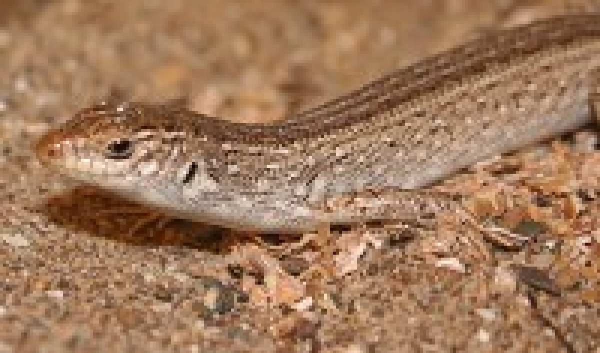 Plucky lizard survives long-haul flight, washing machine | The World ...