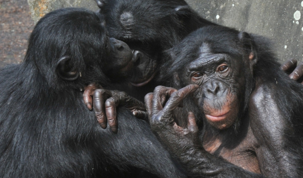 Bonobos Hugging