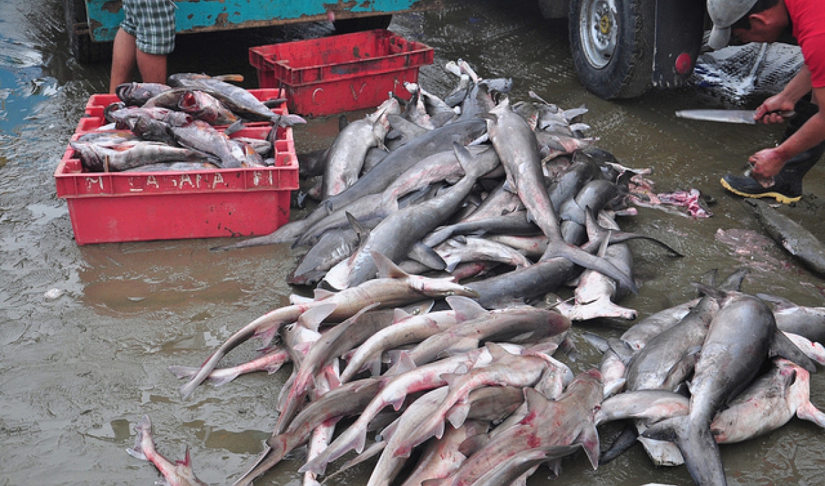 Shark Fin Slaughter