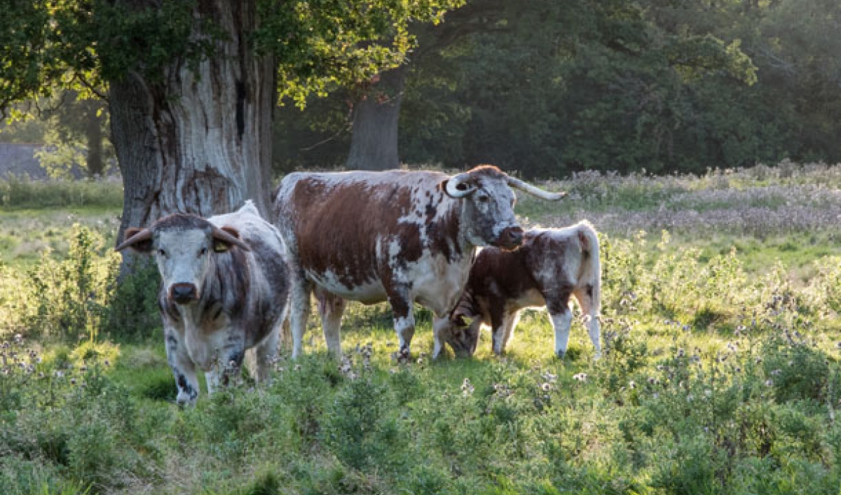 A pioneering ‘rewilding’ project in England transforms a 200-year-old ...