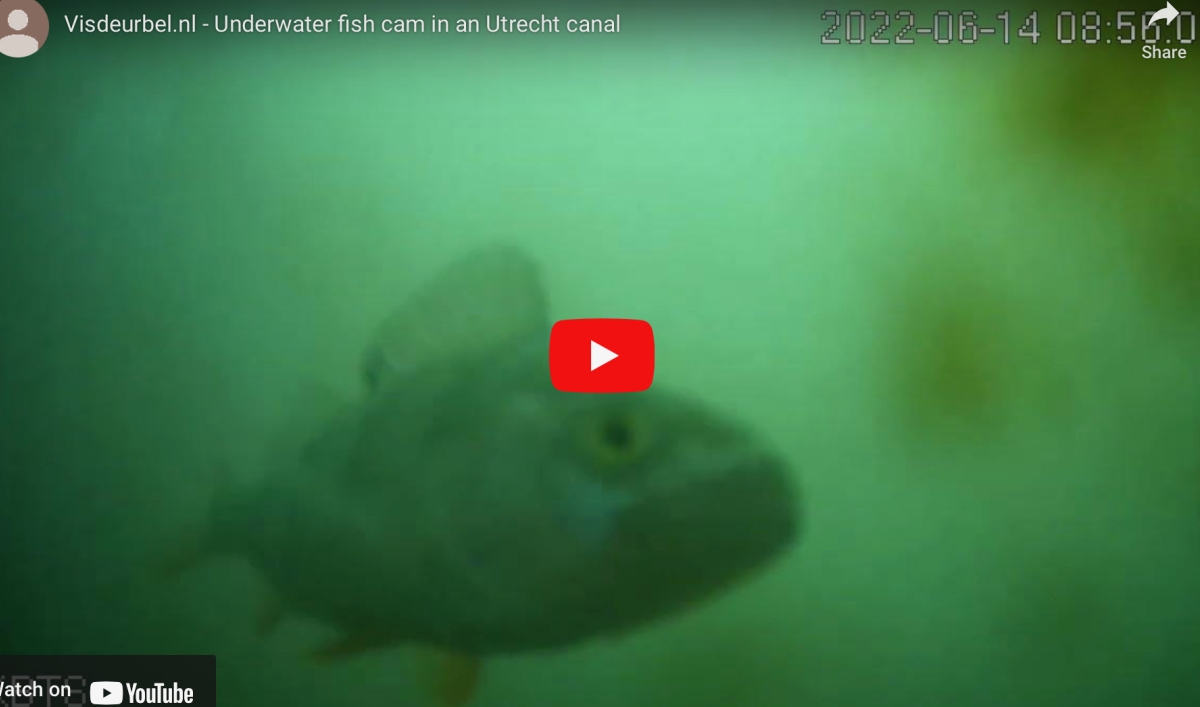 You can ring this 'fish doorbell' to help marine life in the ...