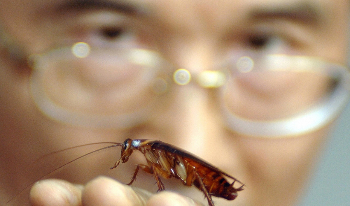 Jumping cockroach discovered in South Africa | The World from PRX