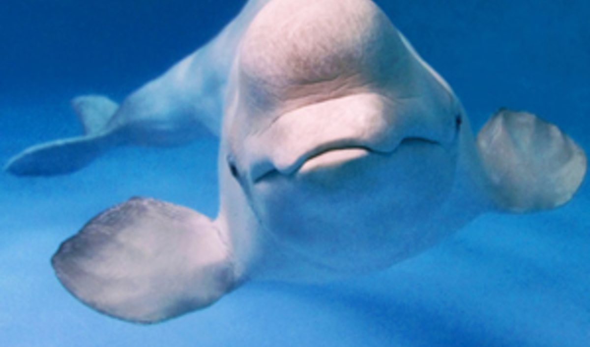 The Beluga Whale That Mimicked Humans | Public Radio International