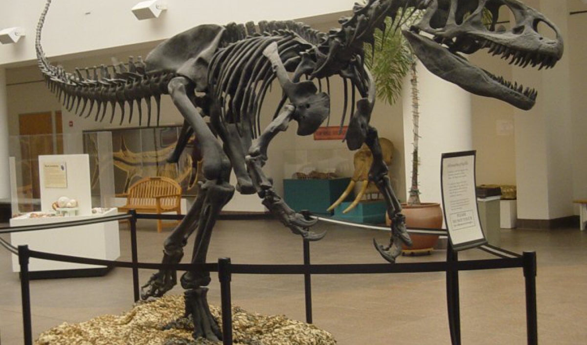 Allosaurus eating habits may have been more grim than previously ...