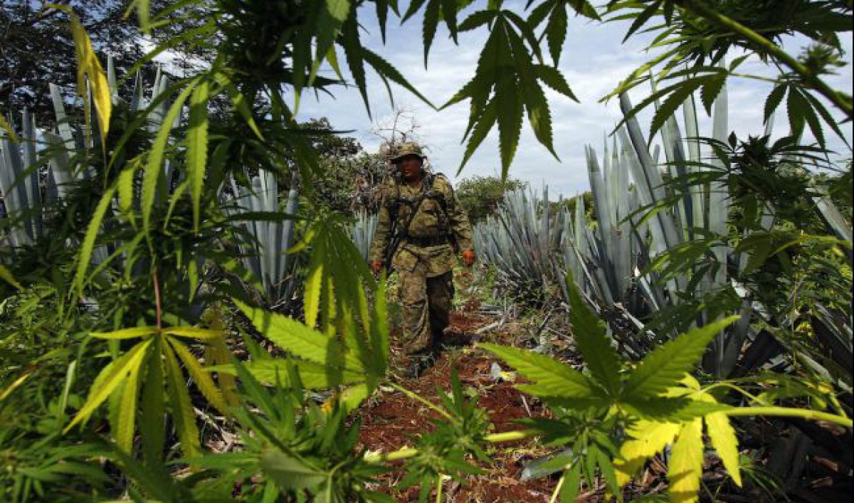 As US marijuana legalization spreads, Mexican 'mota' takes a dive | The ...