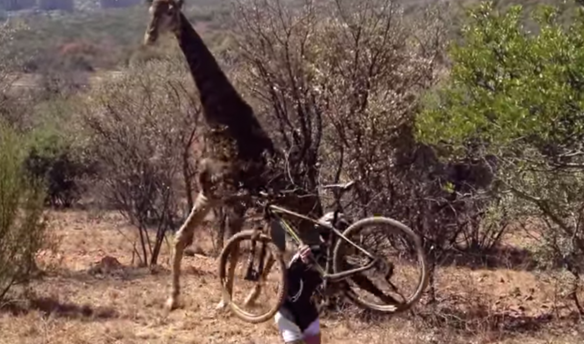 Giraffe Attack