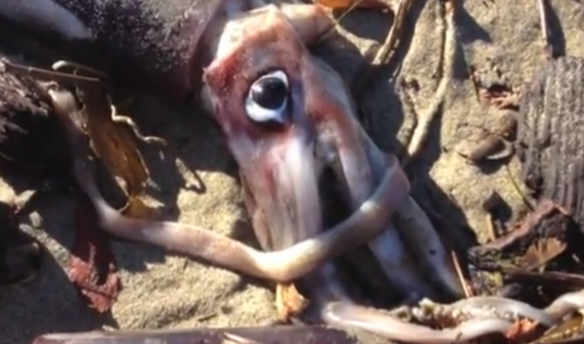 Thousands of squids wash up dead on California shores | The World from PRX