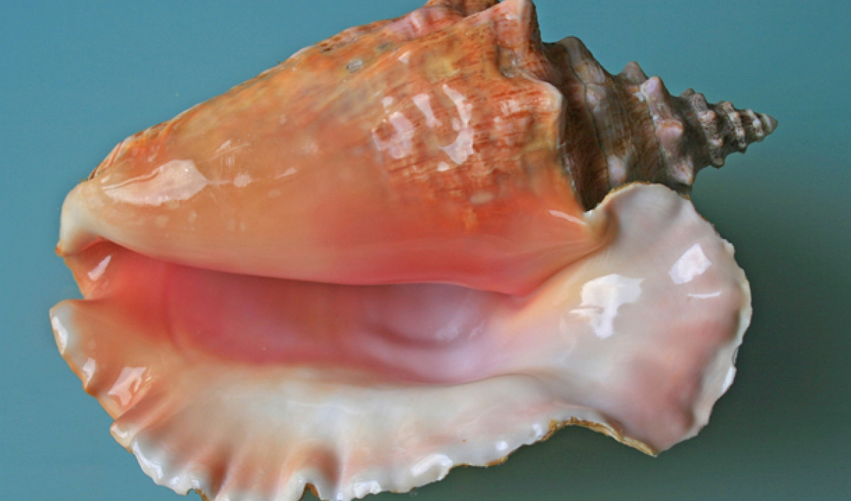 In the Caribbean, queen conches are living on the edge | The World from PRX