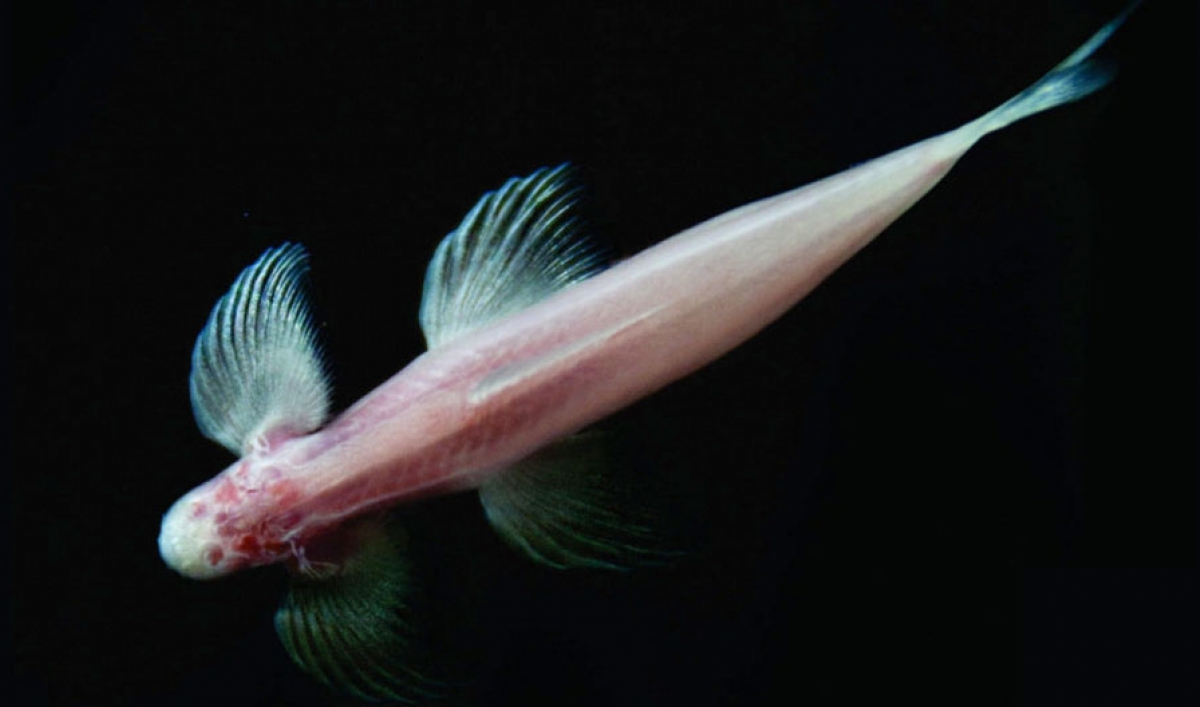 This Thai fish walks like a mammal. That may reveal secrets about our ...