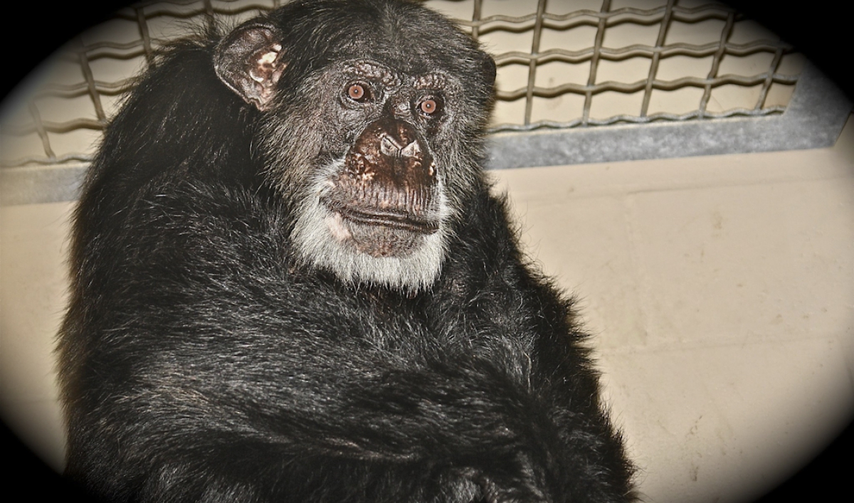 Cheetah the 'Tarzan' chimp dead, aged 80, in Florida | The World from PRX