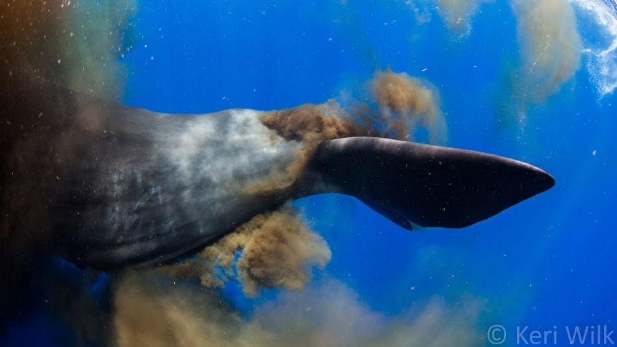 A Canadian photographer captures images of a whale 'poopnado' | The ...