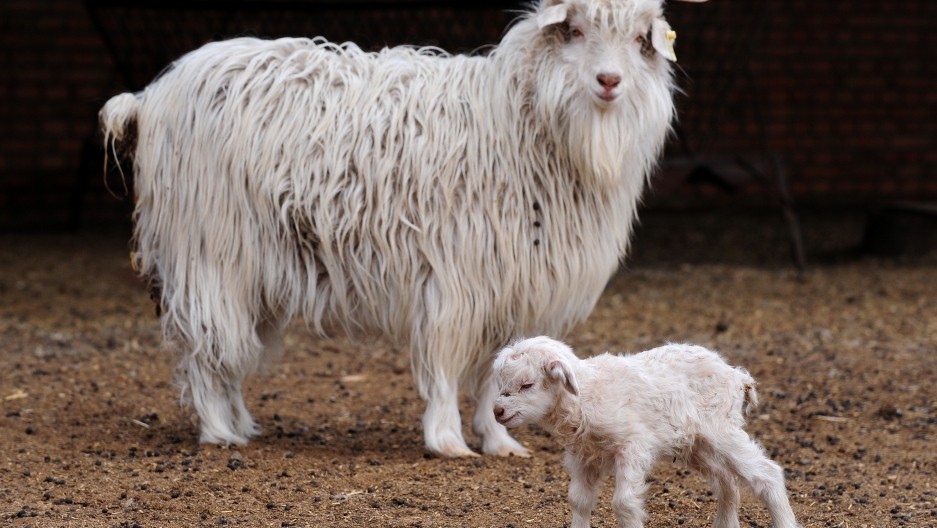 Indian Angora Goats