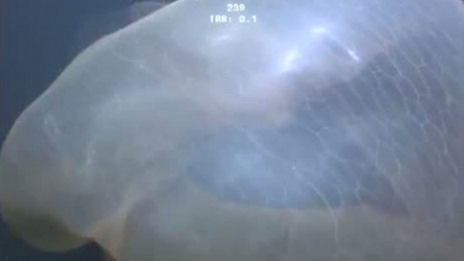 Giant Ocean Blob Mystery May Be Solved The World From Prx