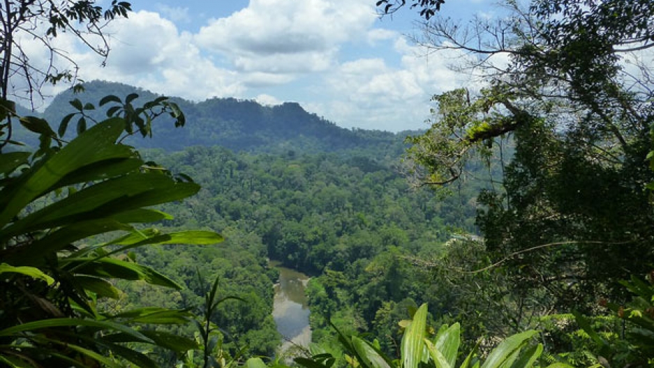 In Borneo Healthy People Equals Healthy Forests