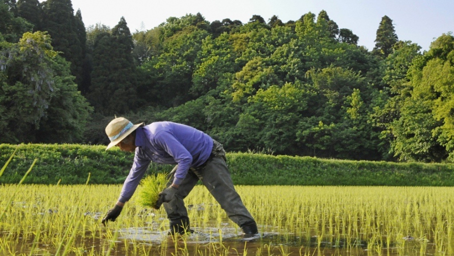 Japan Agriculture
