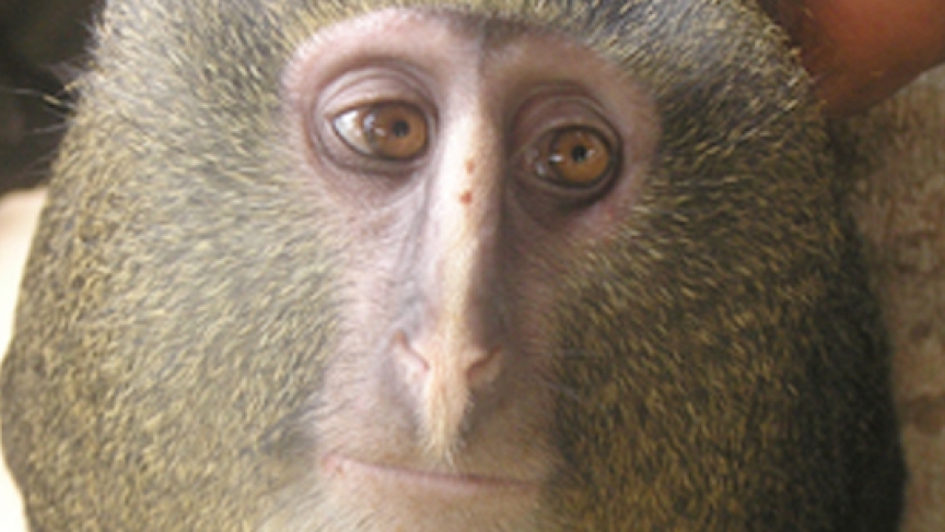 New Monkey Species Found in Central Africa | The World from PRX