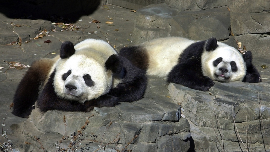 Giant panda Mei Xiang artificially inseminated at National Zoo | The ...