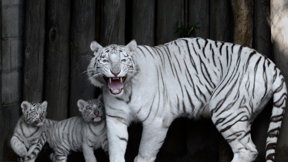 White Tiger Chinese Astronomy